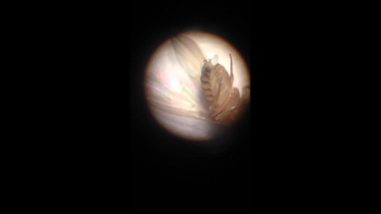 Fruit Fly Giving Birth - YouTube