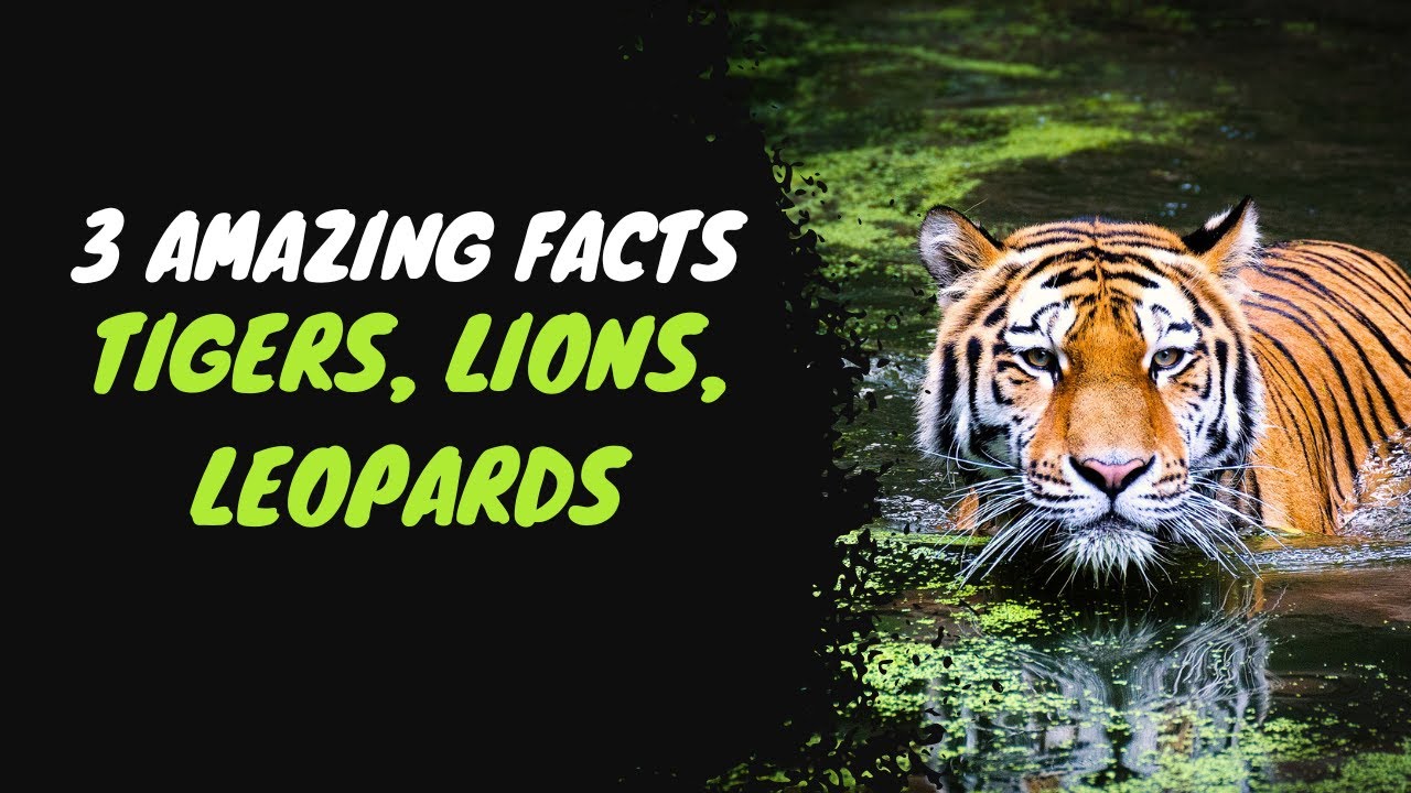 Big Cats Unleashed: Discover 3 Amazing Facts about Tigers, Leopards ...