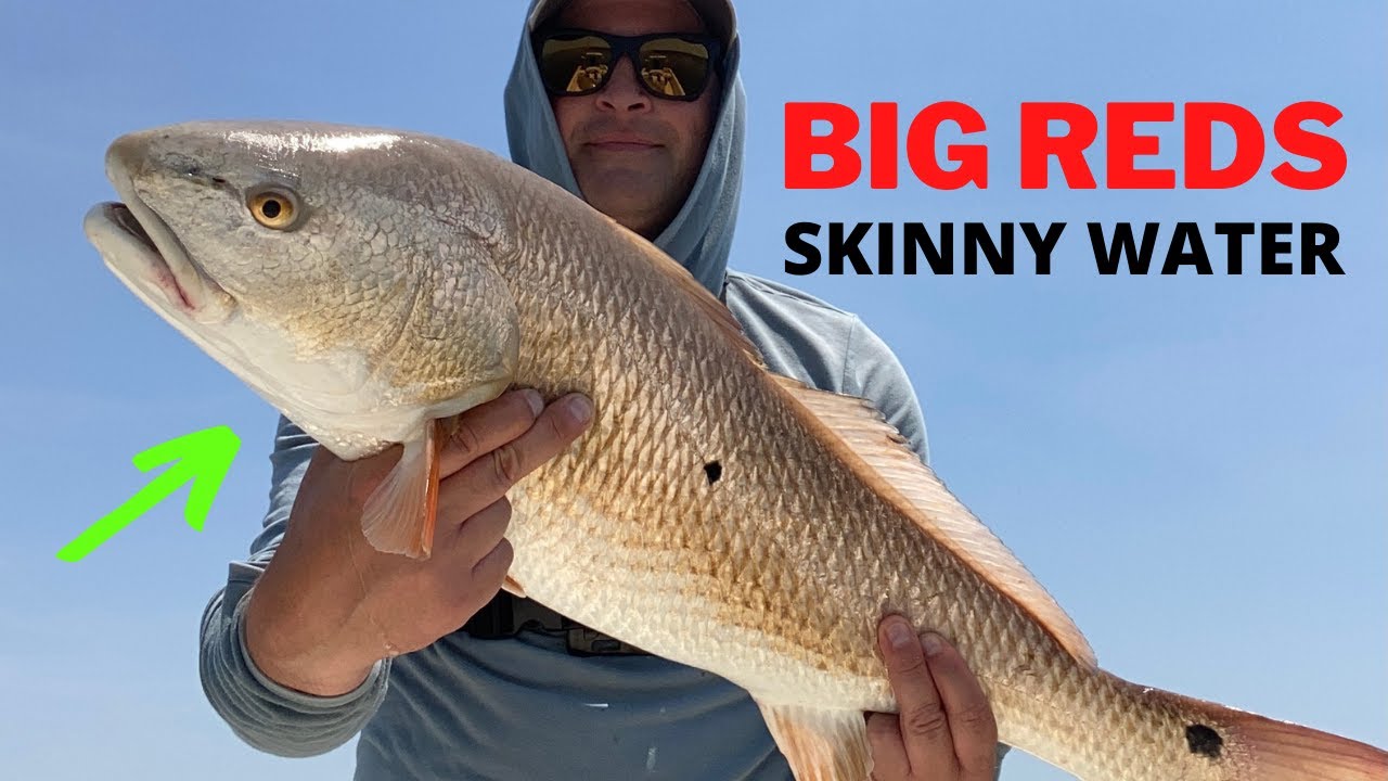 Hooking Up With BIG REDFISH In Shallow Water - Upper River Tidal Creek ...