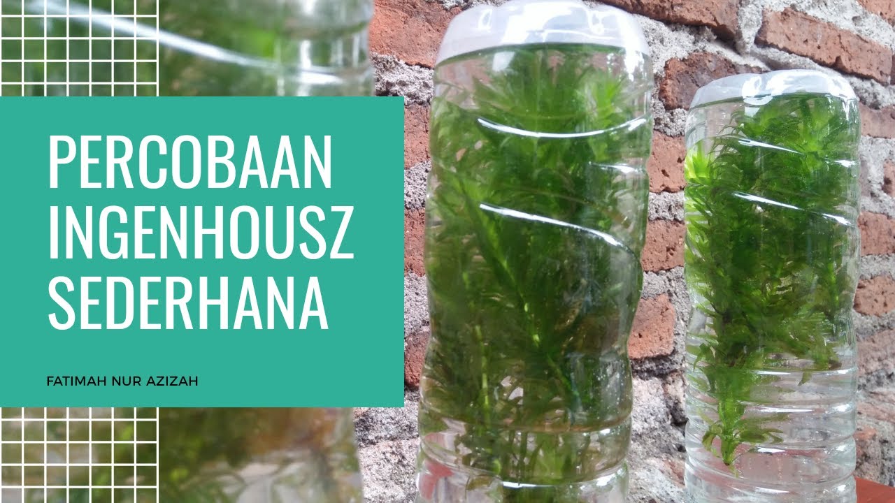 Percobaan Ingenhousz Sederhana untuk Membuktikan bahwa Proses ...