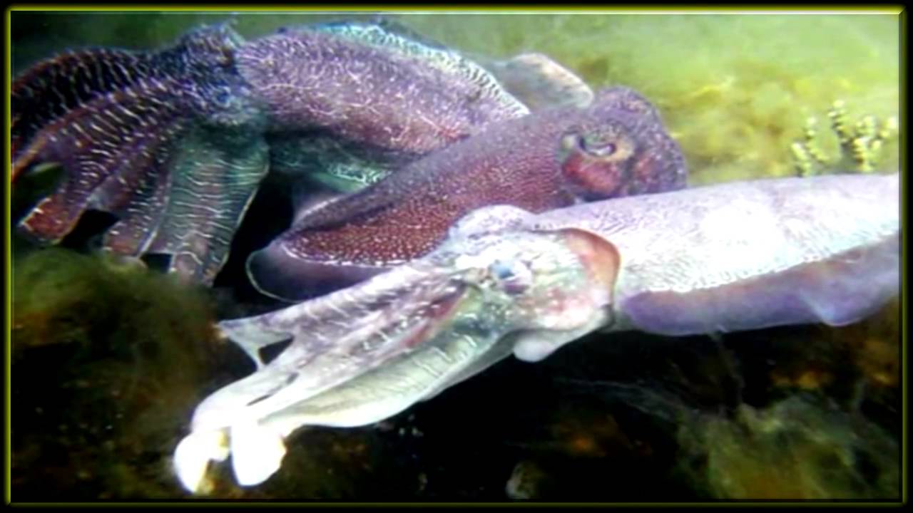 Whyalla SA SOUTH AUSTRALIA PART 1 OF 3 - YouTube