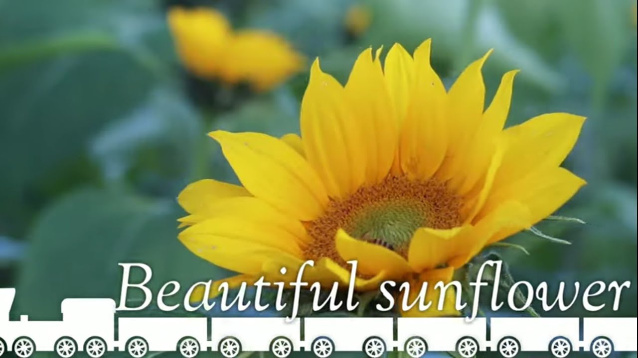 sunflower garden,,,,, sunflower which is attached towards sun - YouTube