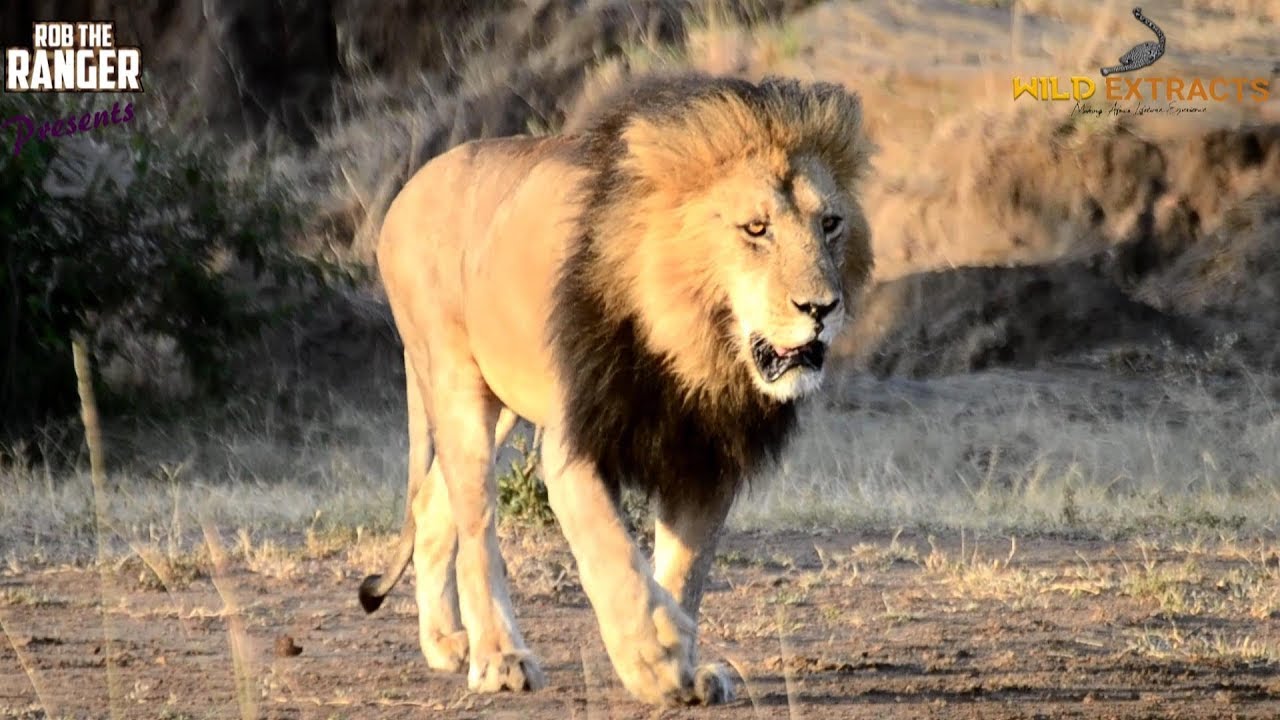 Rob The Ranger Presents: Epic Wildlife Sightings (Wild Extracts Promo ...