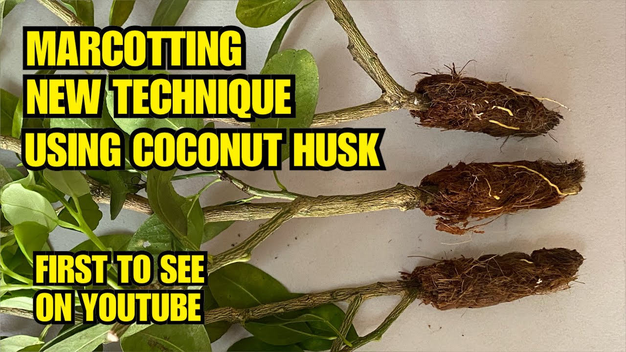 Marcotting | New Method | Soil-less - YouTube