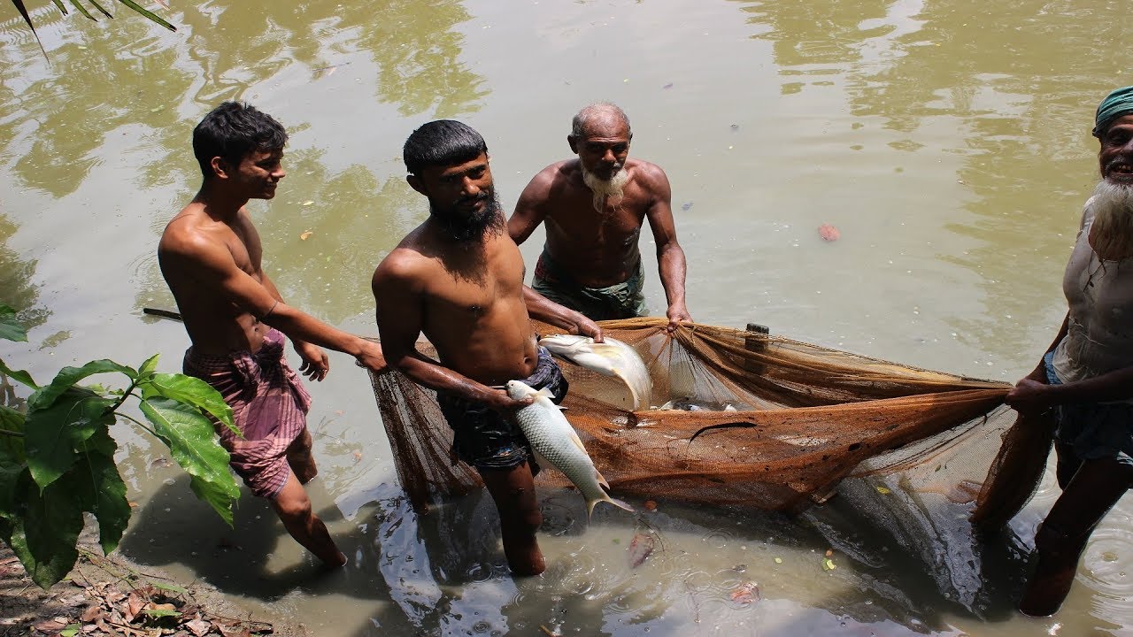 Traditional Net Fishing in Pond | Best Cast Net Fishing Video - YouTube