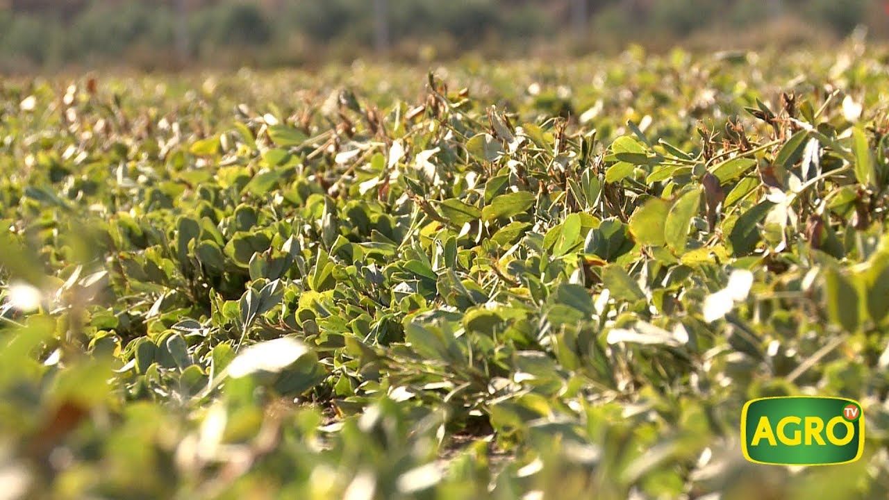 Protección del maní, un cultivo regional fuerte que crece sano (#772 ...