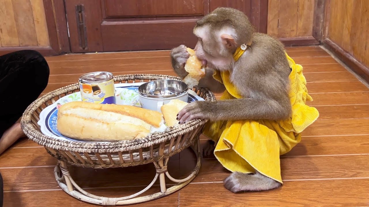 Genius Judee Super Liking Long Bread Dunkinq In With Milk - YouTube