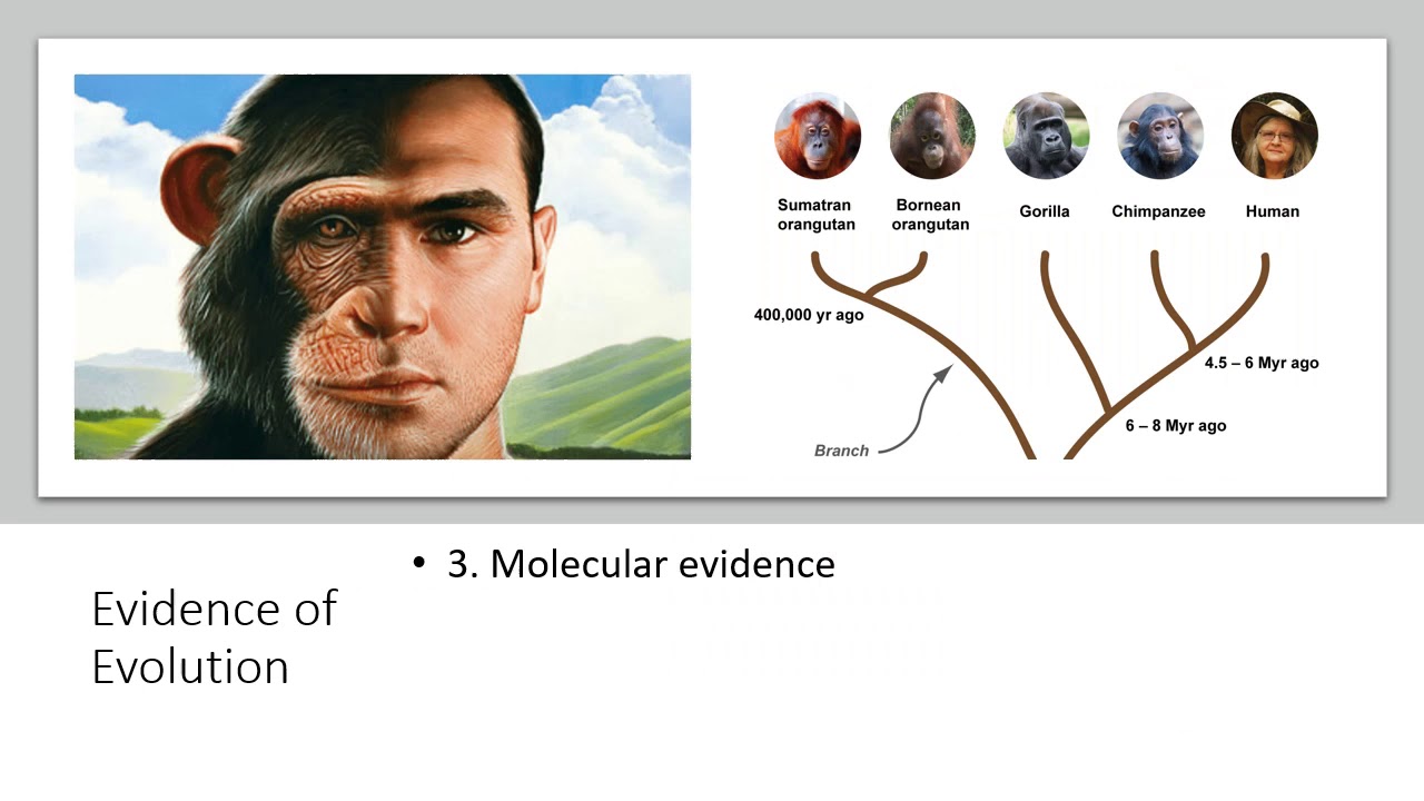 Evidence of Evolution - YouTube