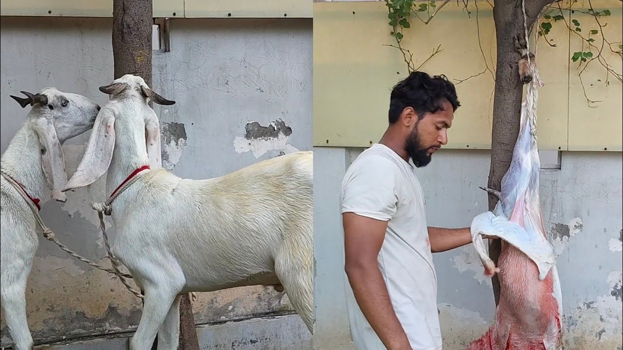Full khal utarny ka tarika # goat skin remove expert # ADIL qasai - YouTube