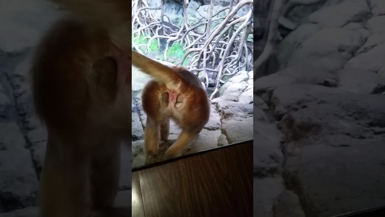 Monkey moon - YouTube