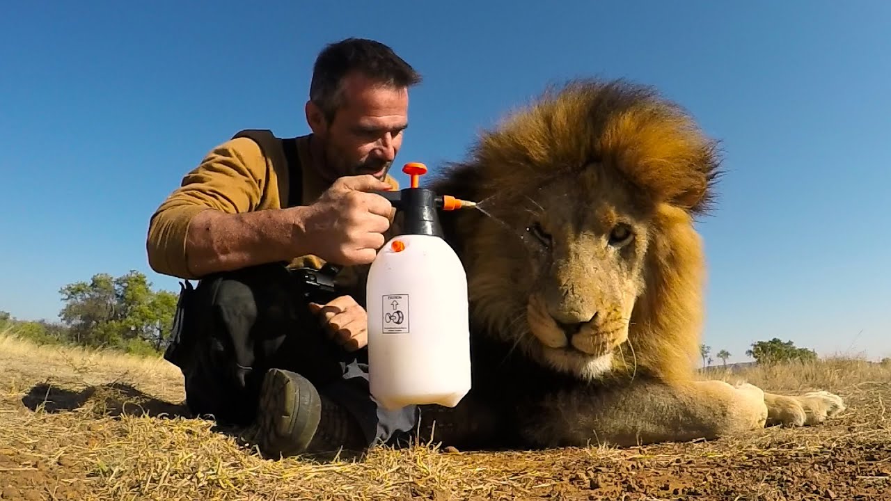 Lion Treats!!! The Everything Spray | The Lion Whisperer - YouTube