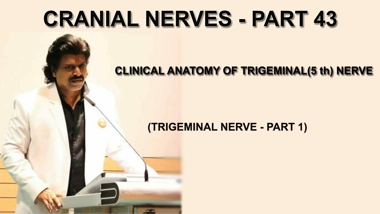 CRANIAL NERVES - PART 43,CLINICAL ANATOMY OF TRIGEMINAL (5th ) NERVE ...