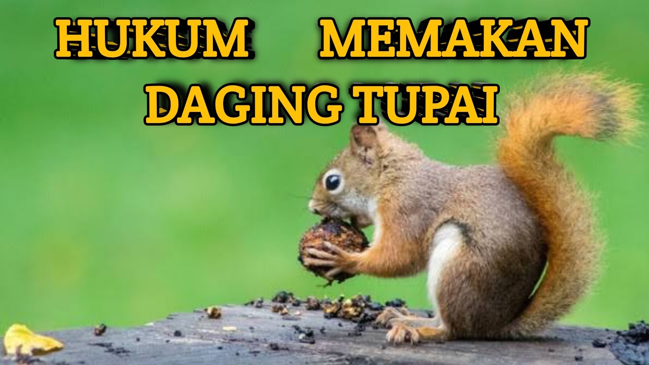 Daging tupai halal. Benarkah...? | Daging cicak haram - YouTube