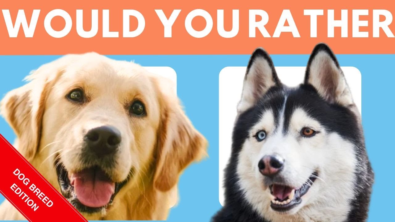 Would You Rather Have Game | Dog Breed Edition - YouTube