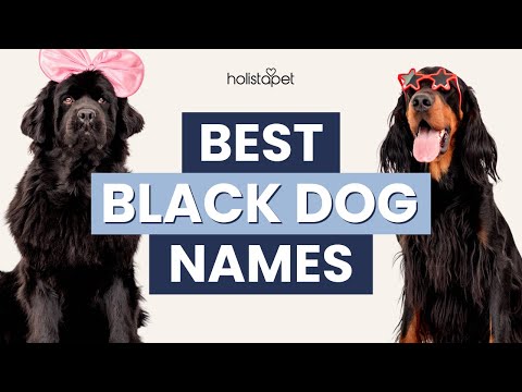 Best Black Dog Names for Every Personality