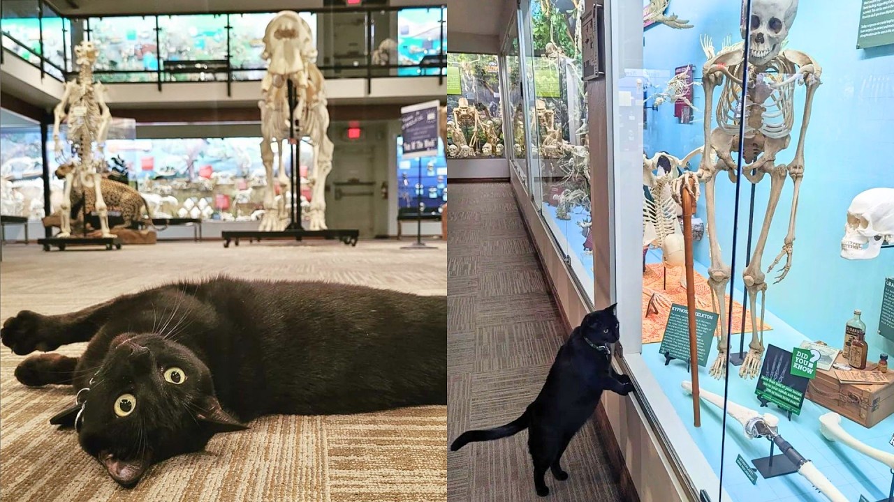 Cat Lives In A Bone Museum And Surprises Visitors 😱💕 - YouTube