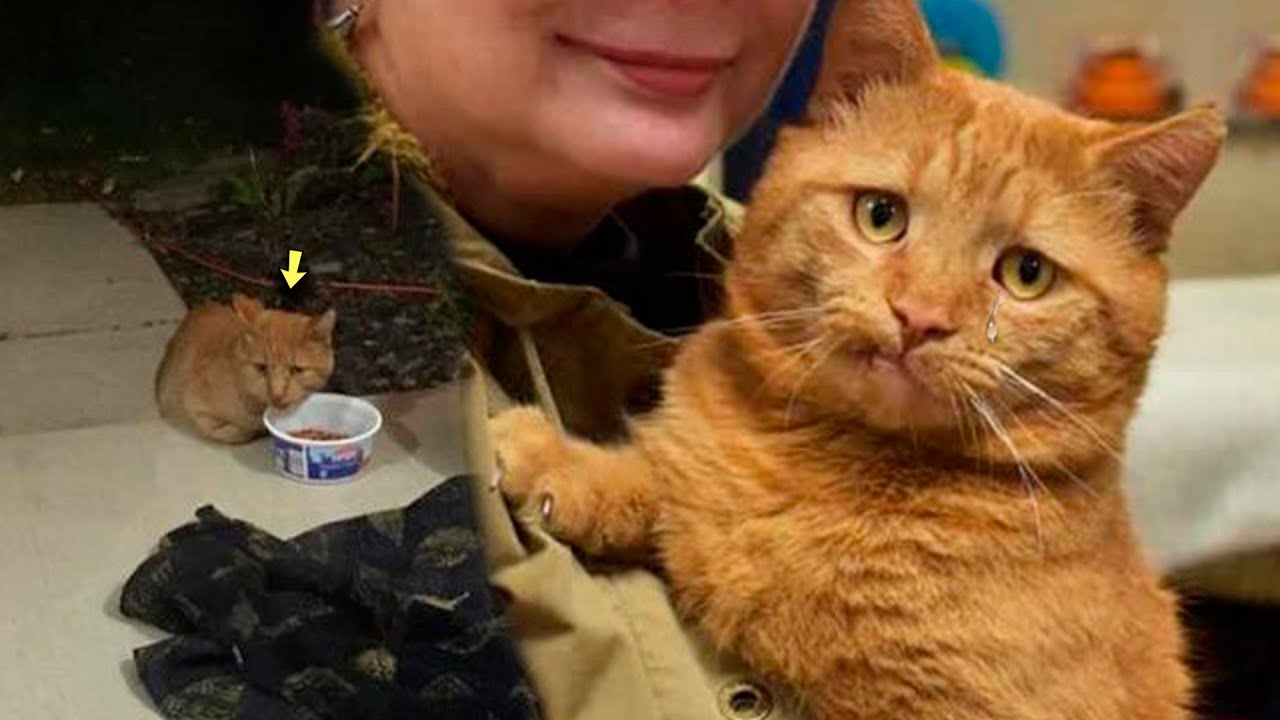 The Street Kitty Couldn't Take the Pain Any Longer, So He Turned to ...
