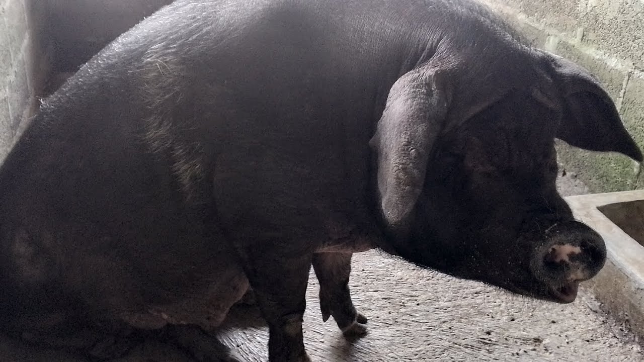 pig Farming in india/pig farm/ sukar palan pig Farming in Andaman ...