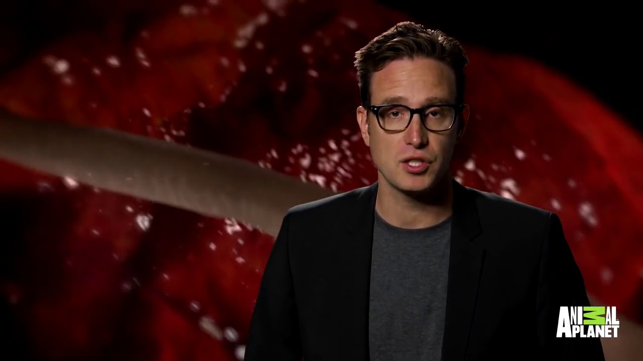 Parasite Gallery - Video #8 - YouTube