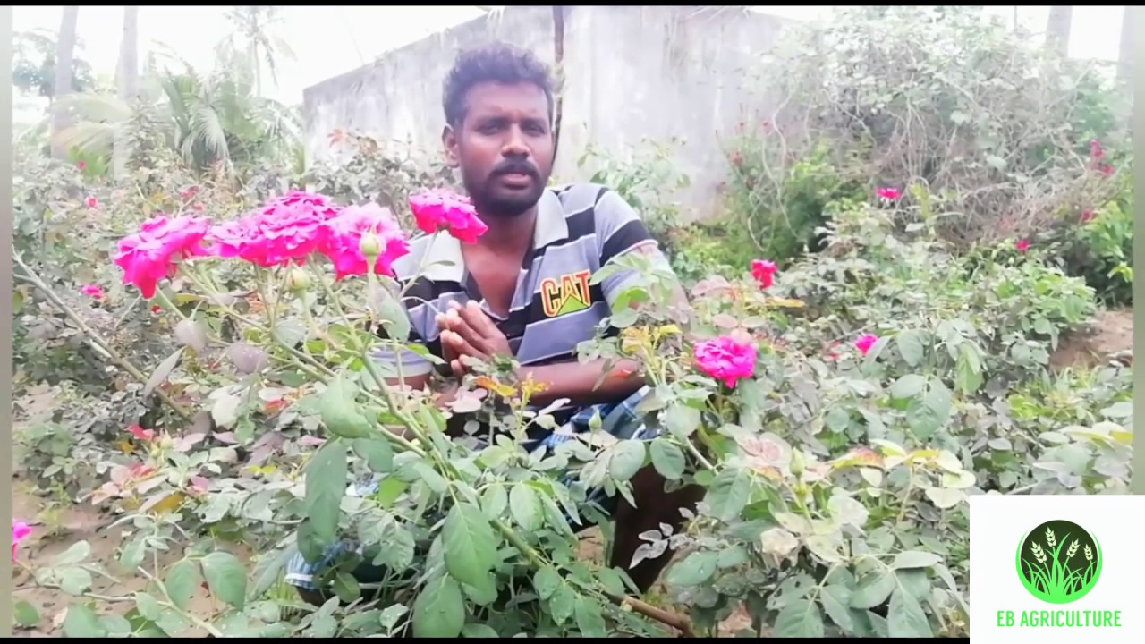 Roja poo valarpu muraigal |Rose flower cultivation |ரோஜா பூ வளர்ப்பு ...