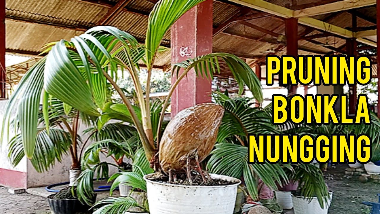 PRUNING BONKLA NUNGGING #bonsaikelapa #bonkla #coconutbonsai - YouTube