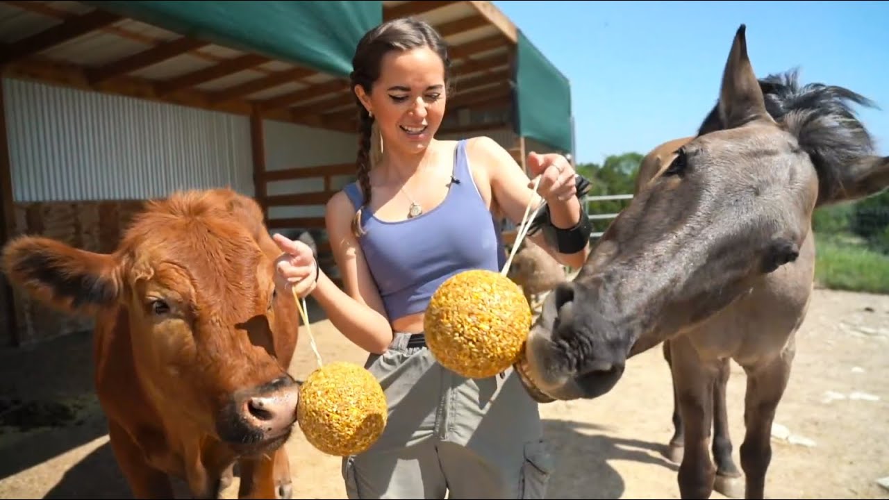 Maya gives Winnie, Acero, and the donkeys enrichment at Alveus - YouTube