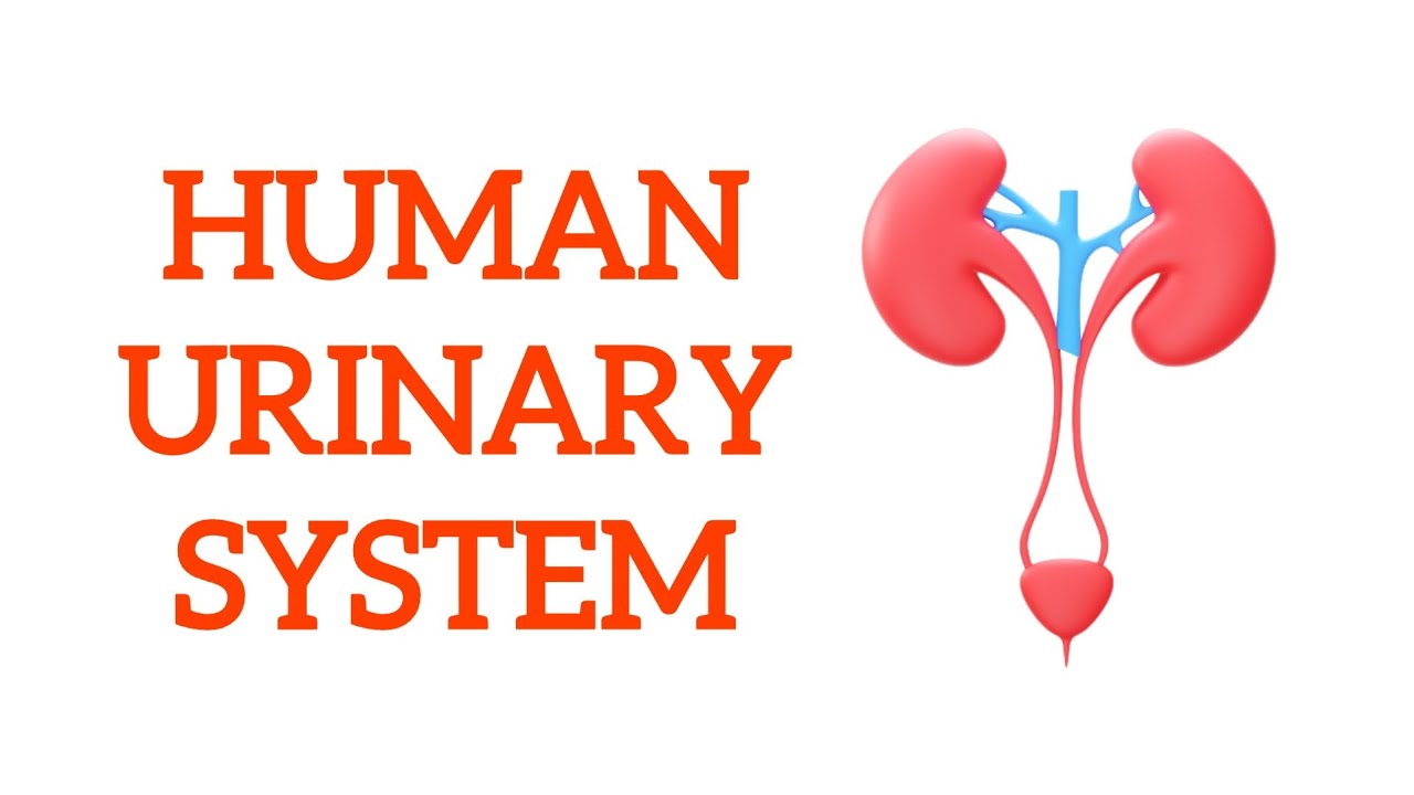 Human Urinary System - YouTube