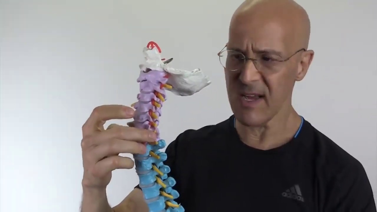 "BIOMECHANICS OF THE SPINE" The Safest Way to Crack Your Neck Dr. Alan ...