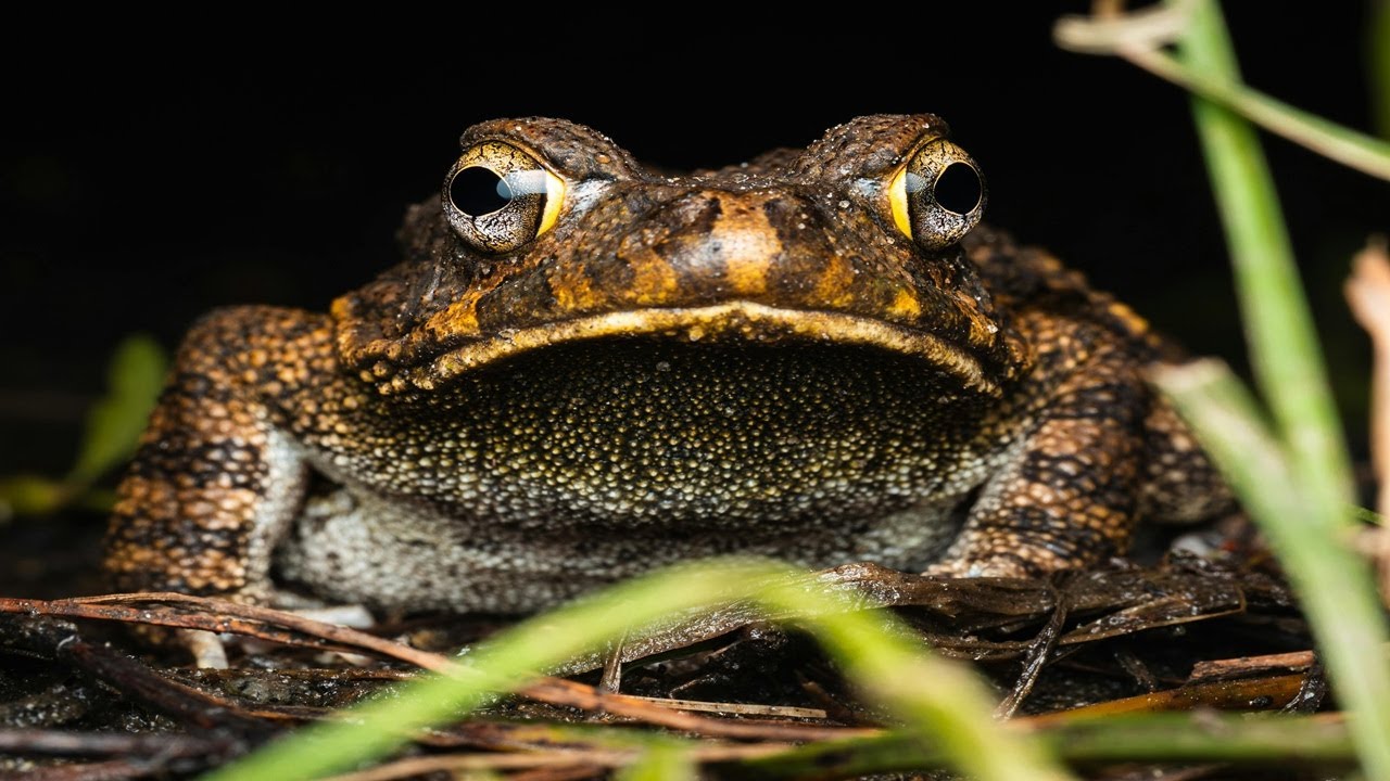 Banded bullfrog amphibian - YouTube