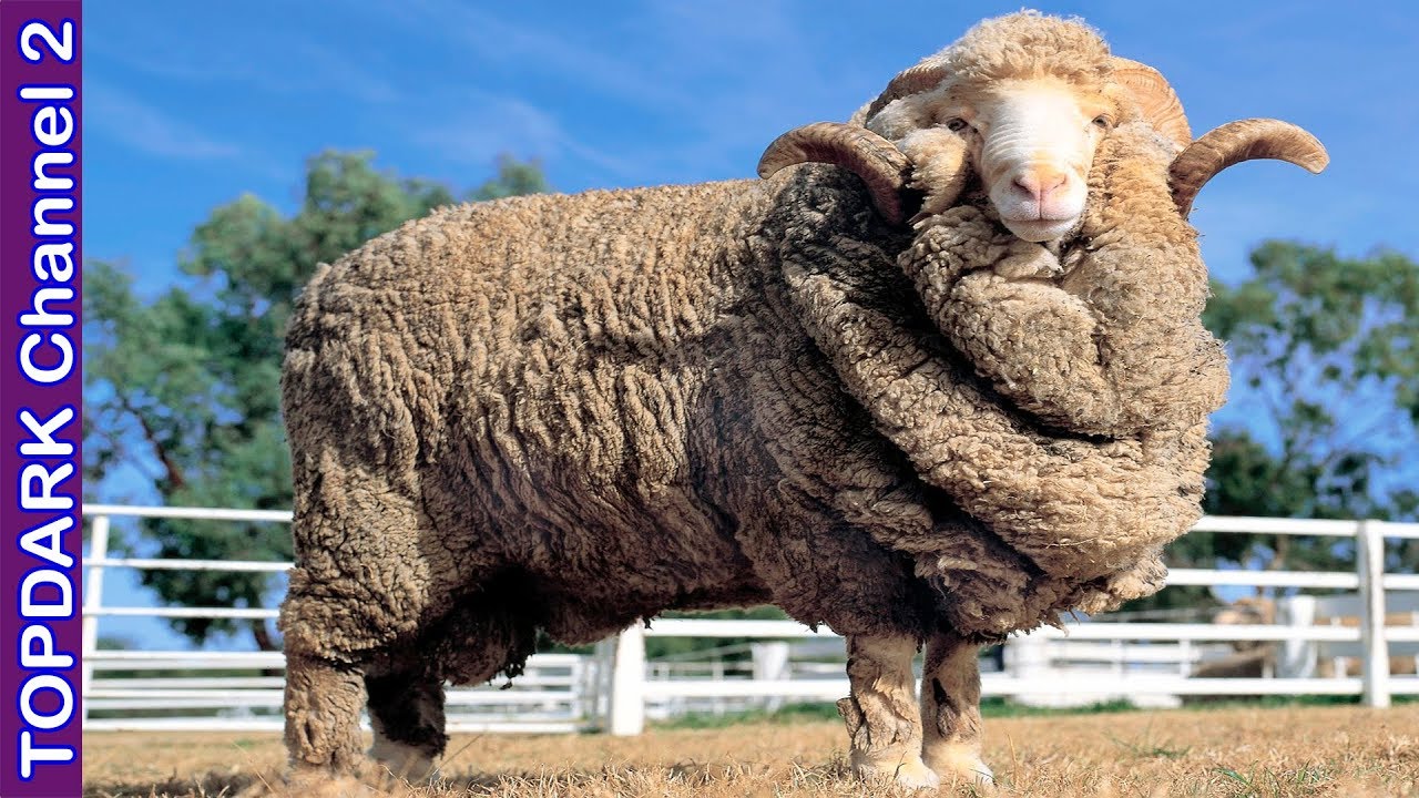 10 Razas hermosas de Ovejas - YouTube