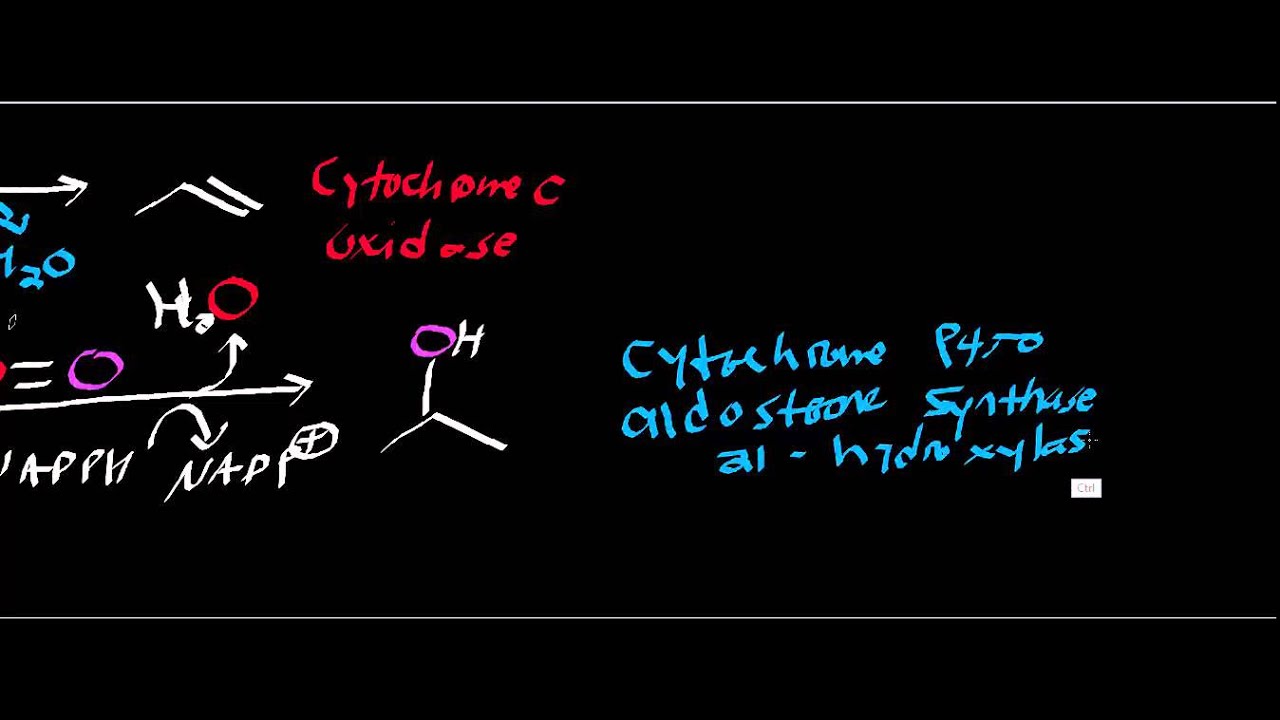 Biochemistry | Oxygen Consuming Enzymes - YouTube