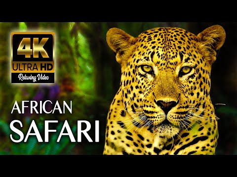 4K AFRİKA SAFARİSİ | DİNLENDİRİCİ DOĞA VE MÜZİK VİDEOSU