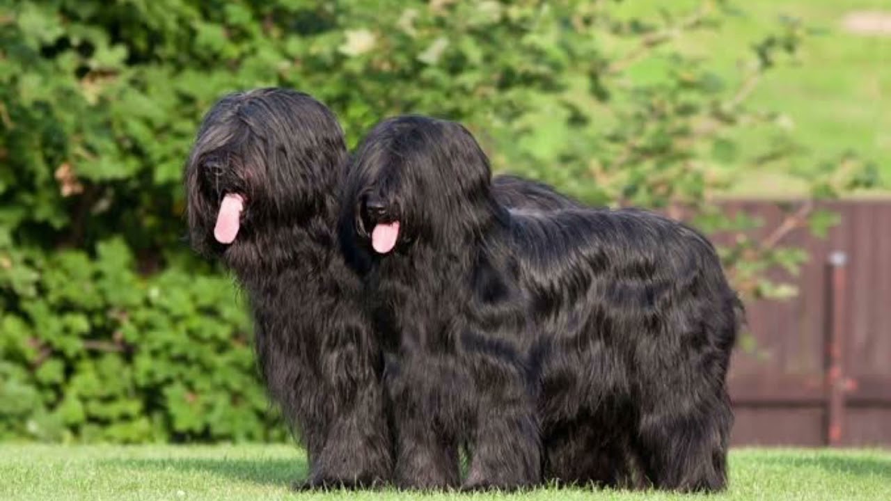 Briard Dog | Facts, History & Characteristics - YouTube
