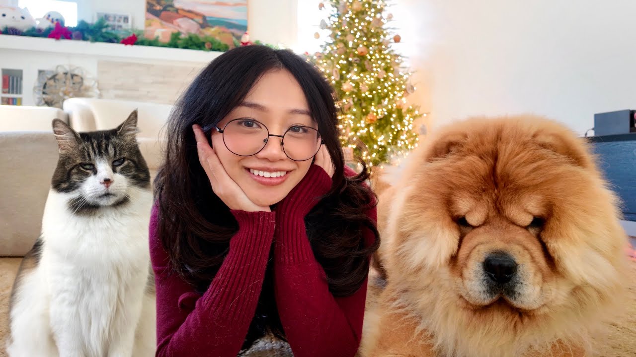 Decorating for Christmas with our Chow Chow and Cats - YouTube