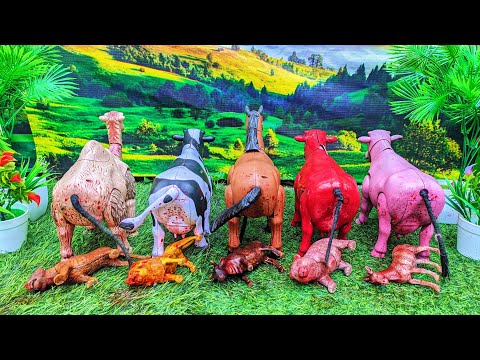 Wadidau ‼️ Proses Sapi Lucu Melahirkan Cesar | new cow video  | new cow vlog
