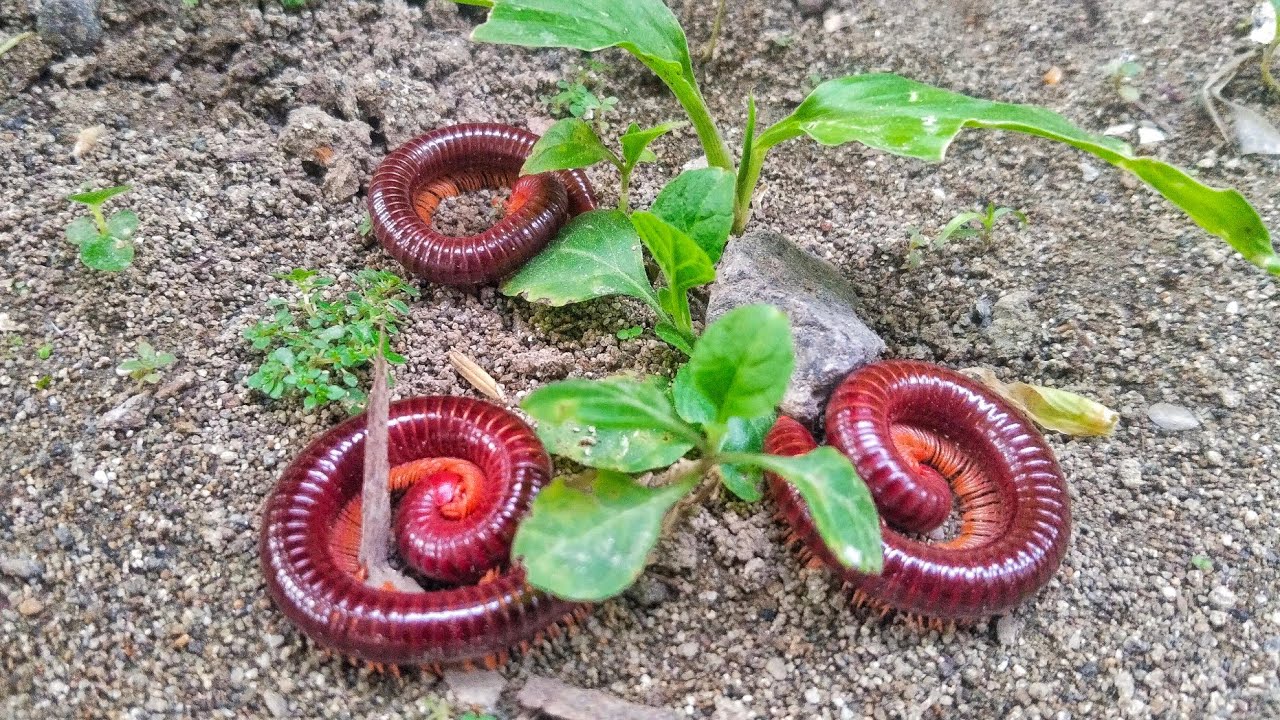 Caught lots of luwing in the forest, some luwing in small holes and ...