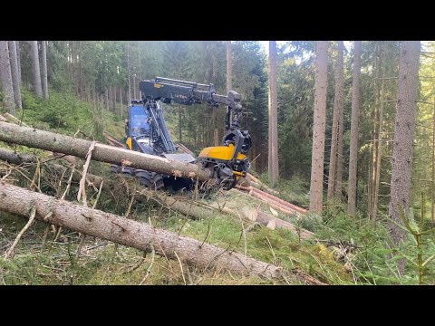Ponsse Ergo x 500i x Tr27Hd bei der Starkholzernte