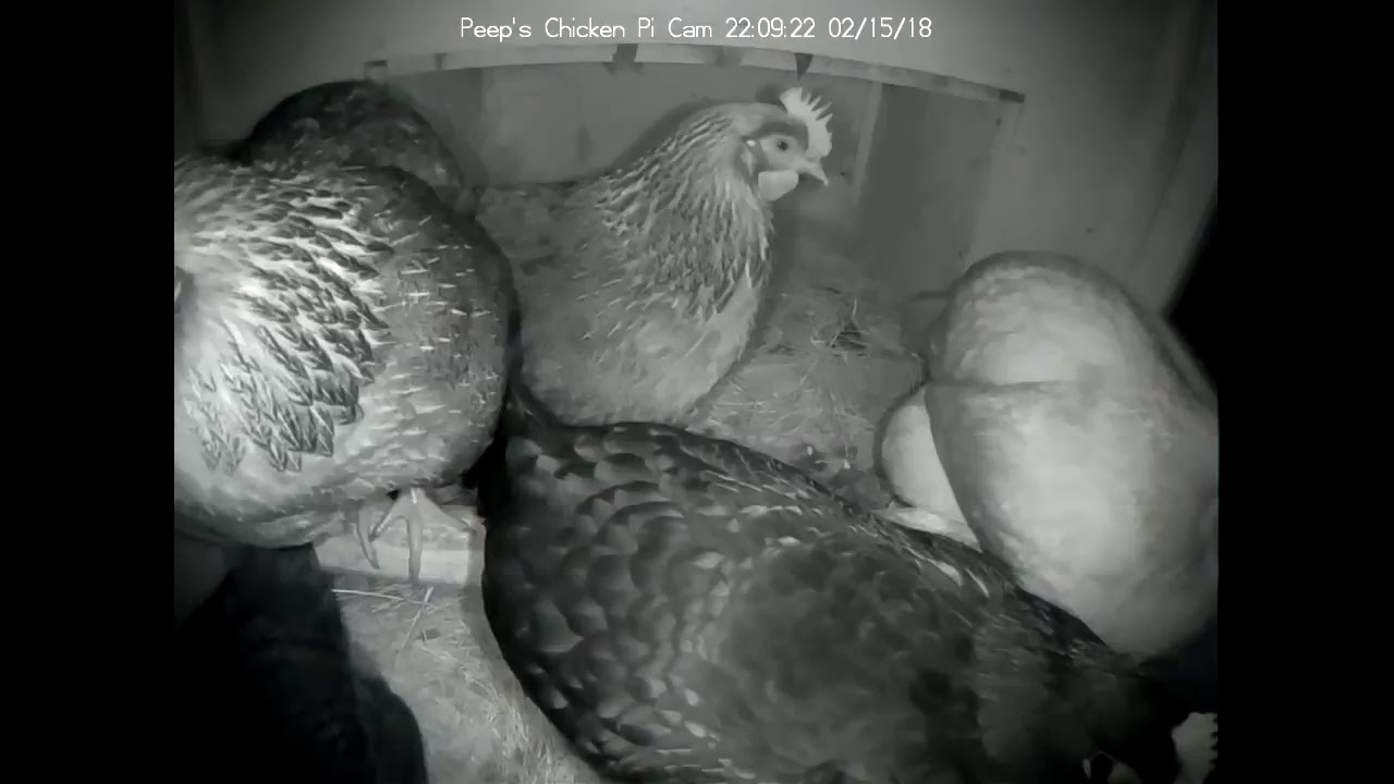 Peep's Chicken Pi Cam Live Stream - YouTube