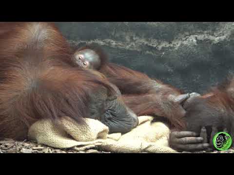 Sleeping Mom Holds Sons Hand And New Baby #babyorangutan