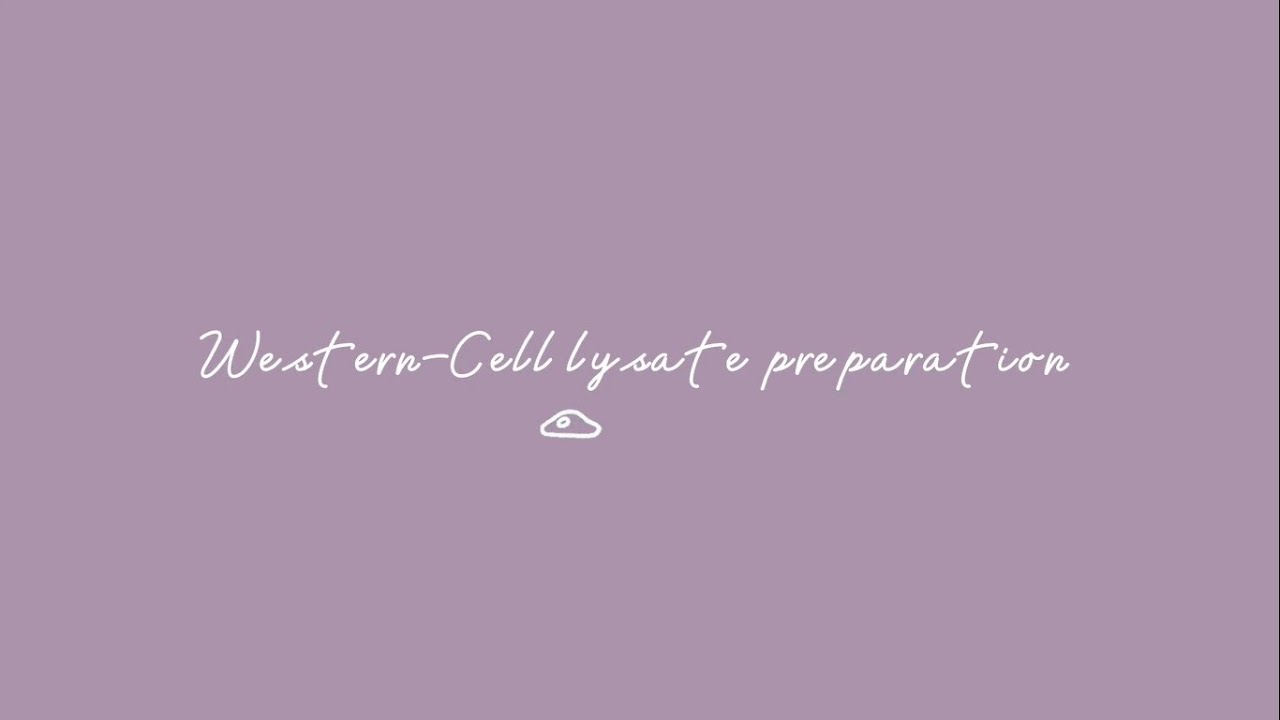 #10 Western cell lysate preparation - YouTube