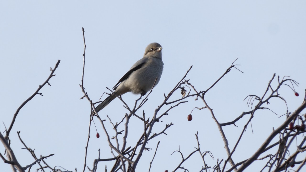 The butcher bird! A juvenile Northern shrike - YouTube