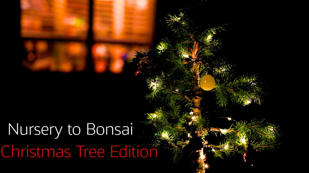 Nursery Stock to Bonsai: Christmas Bonsai Tree Edition - Dwarf Alberta ...