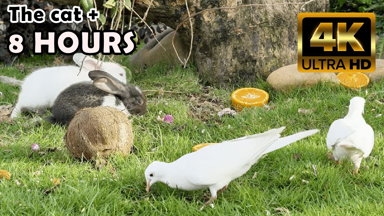 TV FOR CATS -Activate Your Cat's Hunter Instinct! 8-Hour ULTIMATE TV for Cats @Nature-4ktv 48 ...
