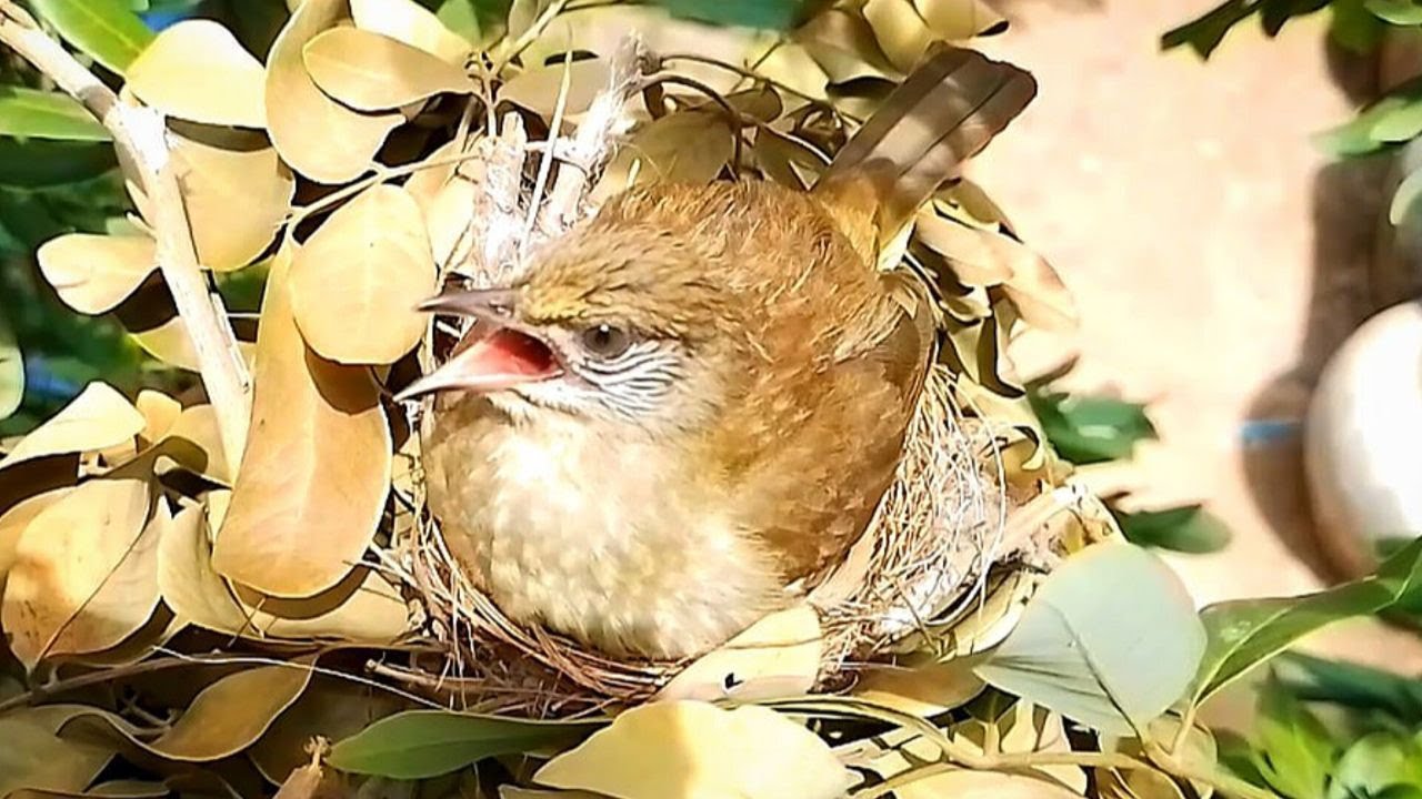 Streak eared bulbul Birds have been breeding for a long time because ...
