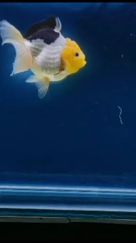 Oranda short body - YouTube