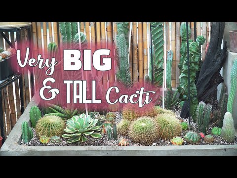 Creating a Mini Desert Garden with HUGE Cacti | Cactus Garden EP 1 ...