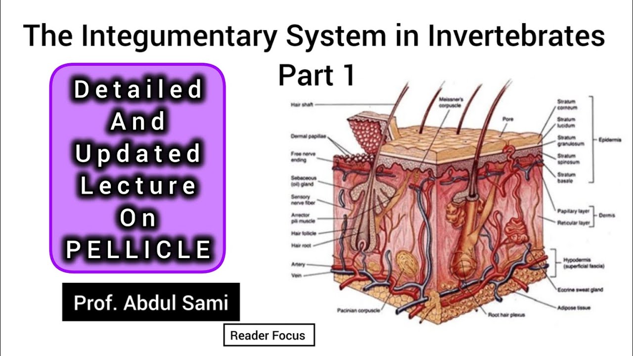 Integumentary System in Invertebrates| PELLICLE| #animals #zoology # ...