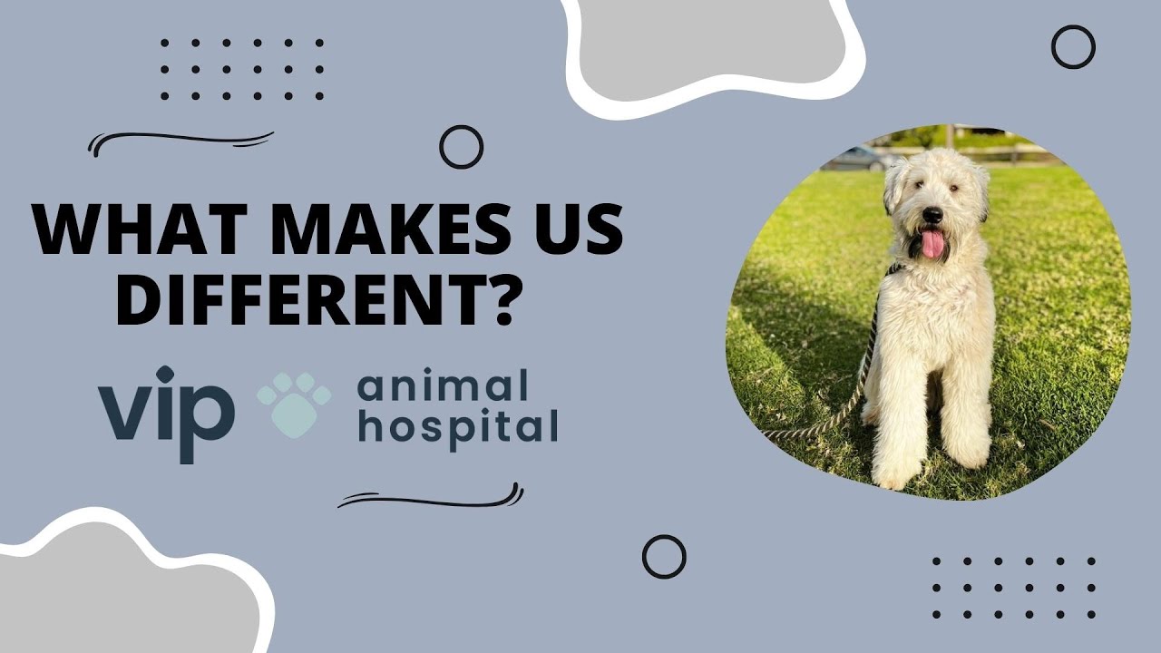 VIP Animal Hospital | What Makes Us Different? - YouTube