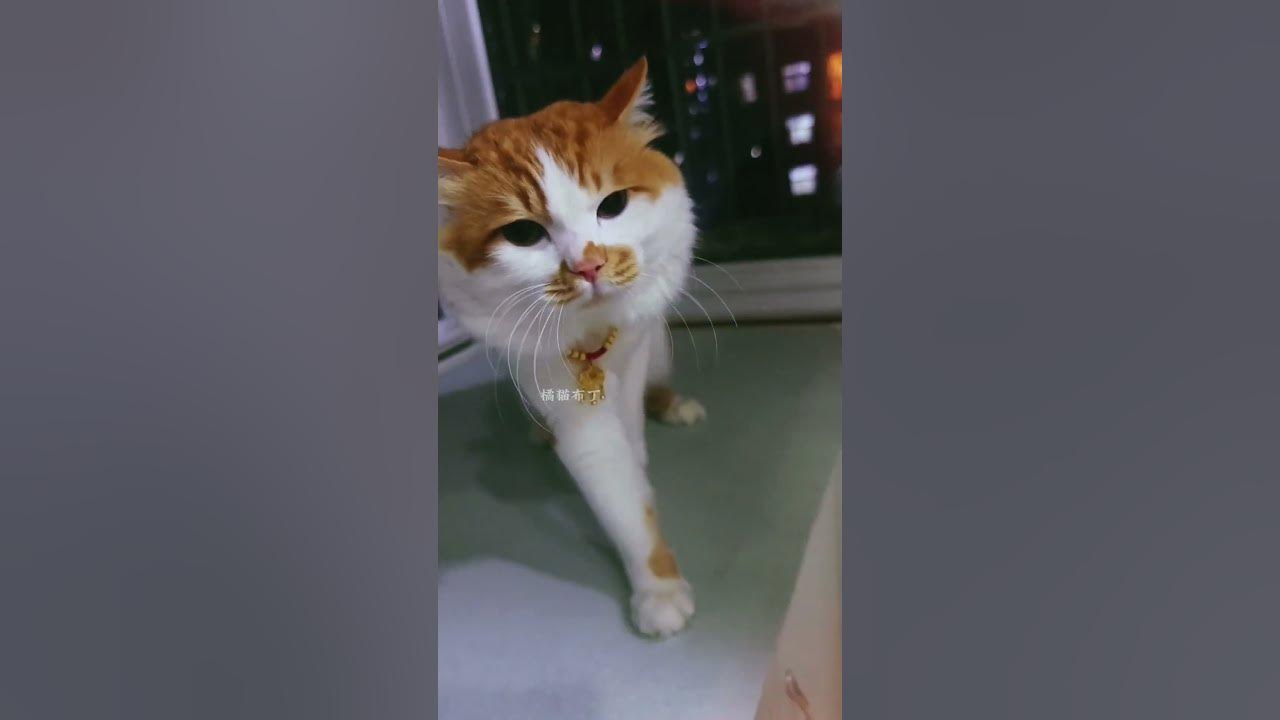 不让指,就是不让指斤的猫斤的反骨 反骨猫 快看啊这是我的猫 铲屎官的乐趣 没有一口猫粮是白吃的 Youtube