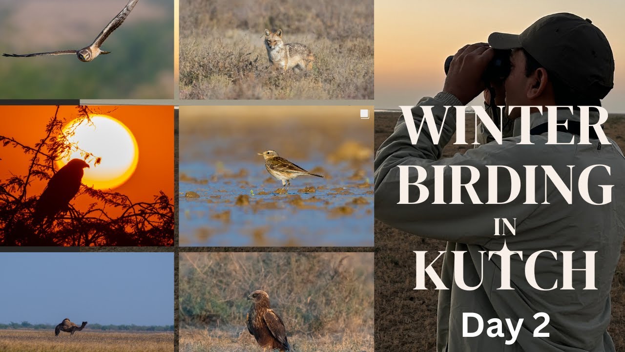 Birds of Kutch | Winter birding in Kutch Day 2 | Water Pipit | Red ...